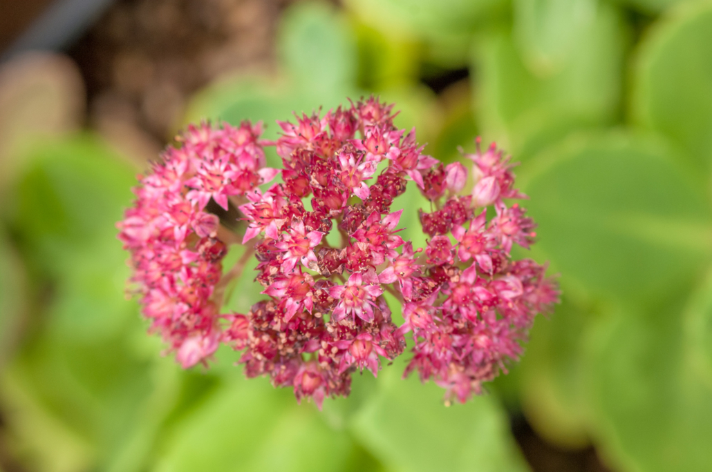 Hylotelephium telephium - Pépinière Astrance