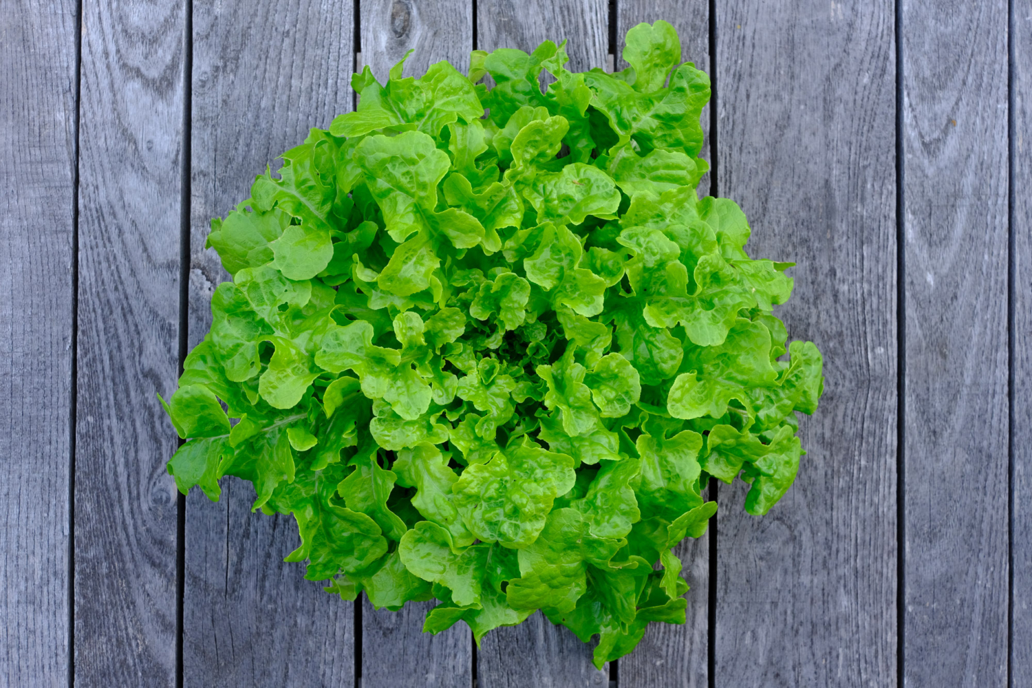 Laitue feuille de chêne blonde de plein champ 'bowl verte' / Lactuca ...