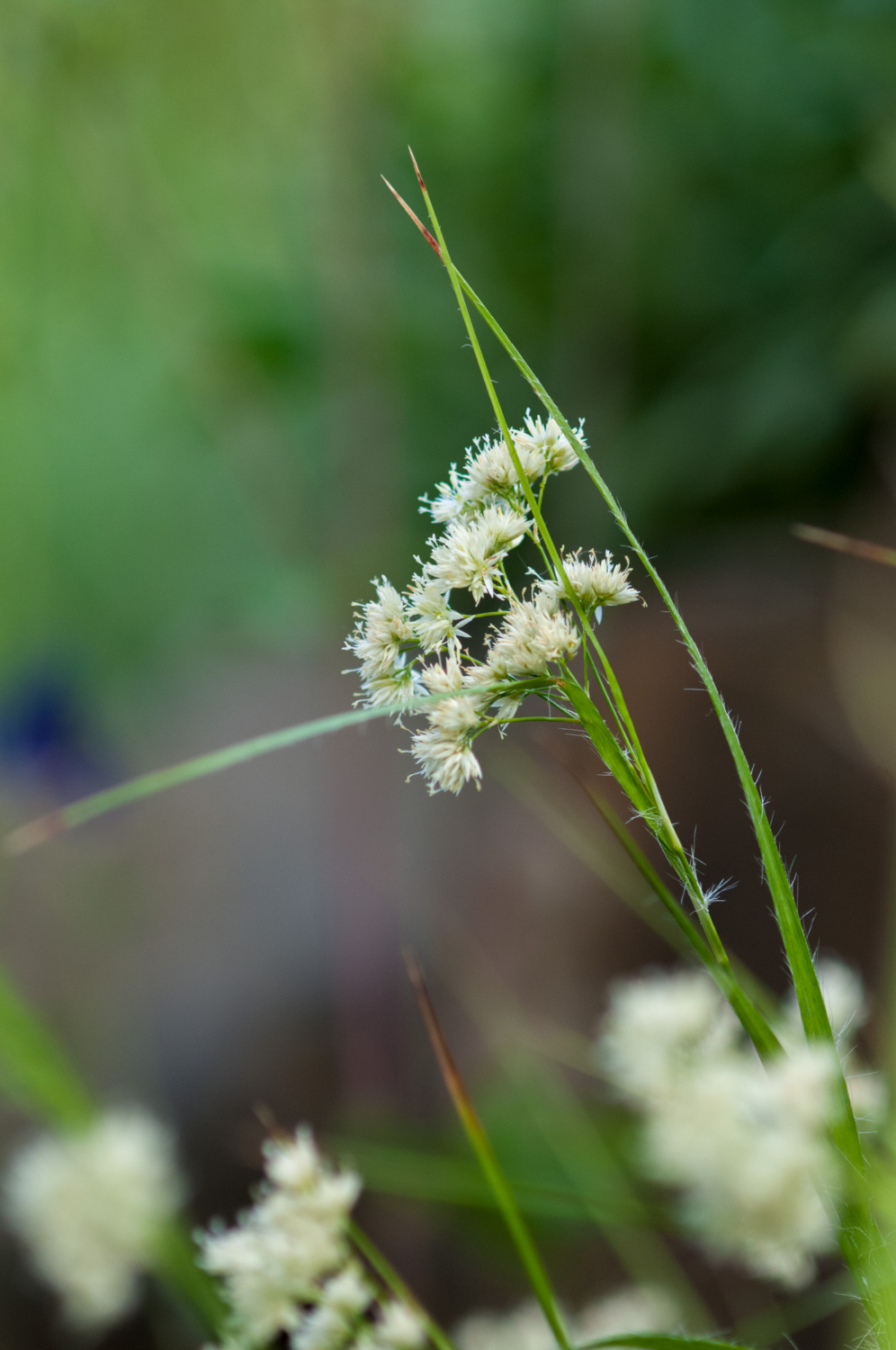 Luzula nivea / Luzule blanche, Luzule blanc-de-neige - Pépinière Astrance