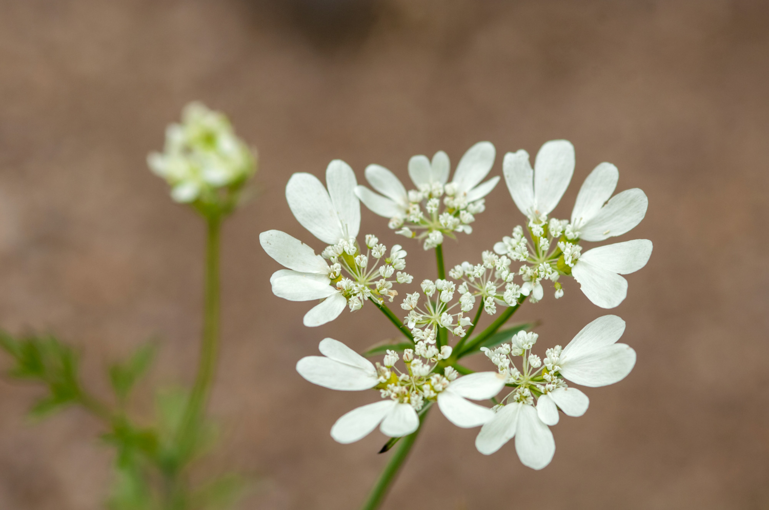 Orlaya grandiflora / Orlaya à grandes fleurs - Pépinière Astrance