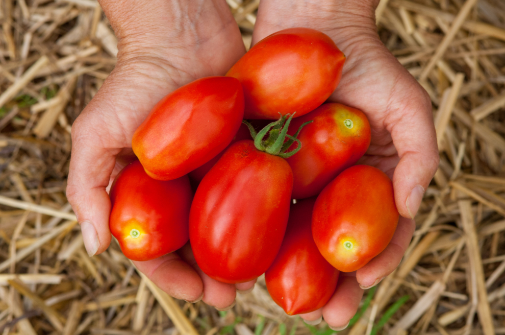Tomate Roma / Solanum lycopersicum - Pépinière Astrance