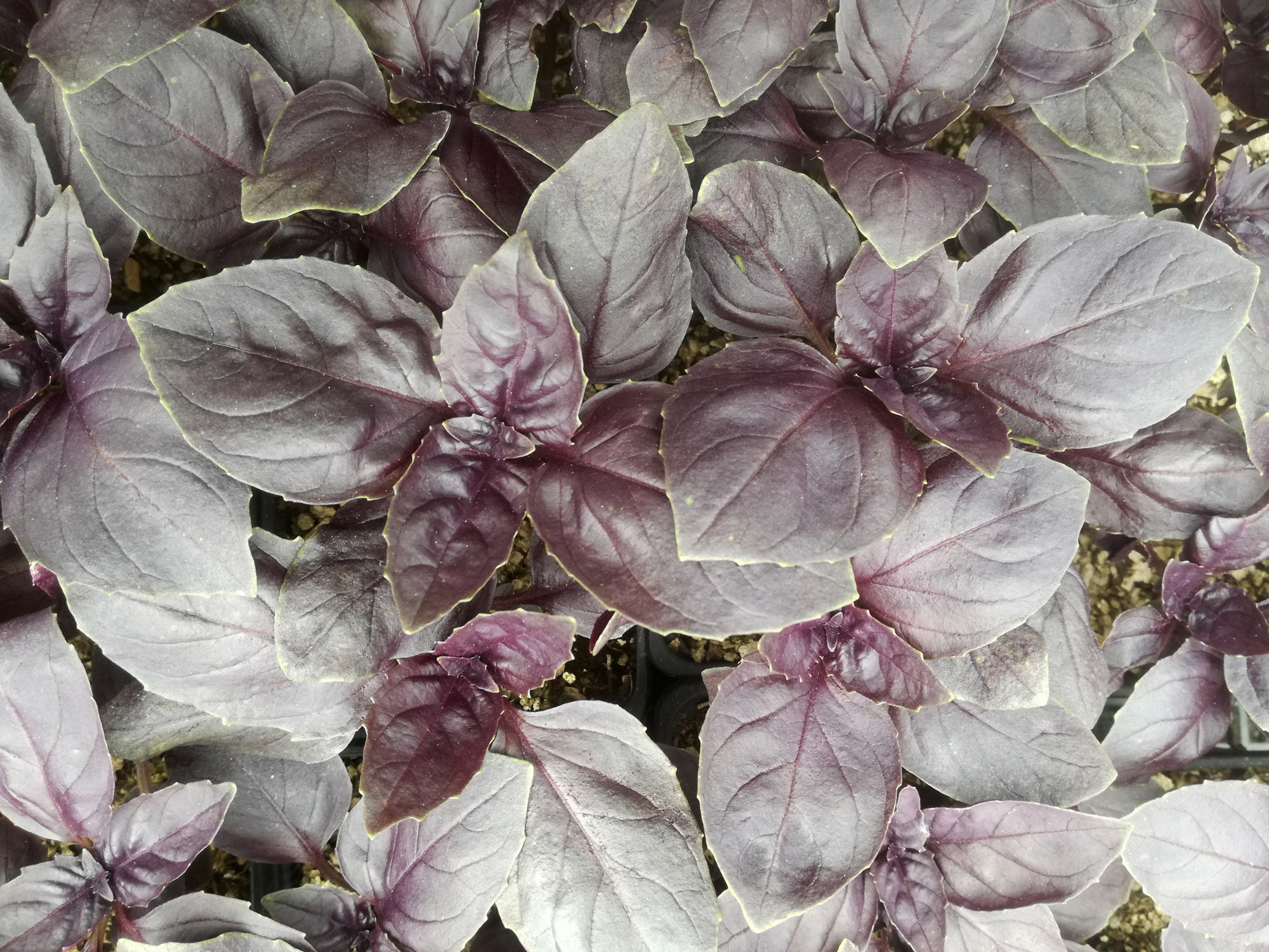 Basilic pourpre / Ocimum basilicum var purpurascens - Pépinière Astrance